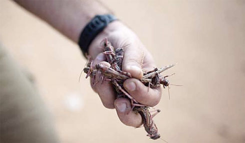 The locust are coming! – 2:48AM – Everything Kuwait