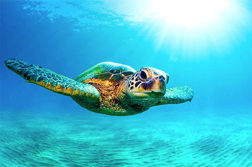 Endangered Sea Turtle Brutally Killed in Kuwait – 2:48AM – Everything ...